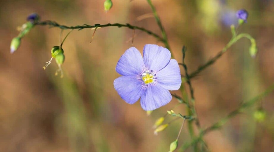 Blue Flax: How to Plant, Grow, and Care For Linum Perenne