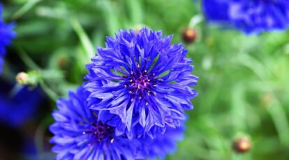 61 Types of Blue Flowers With Names and Pictures