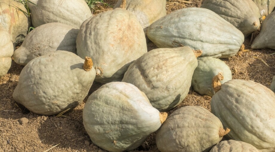 35 Winter Squash Varieties You'll Love Growing