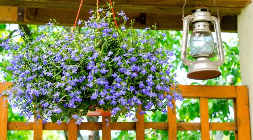 How to Plant, Grow, and Care for Lobelia