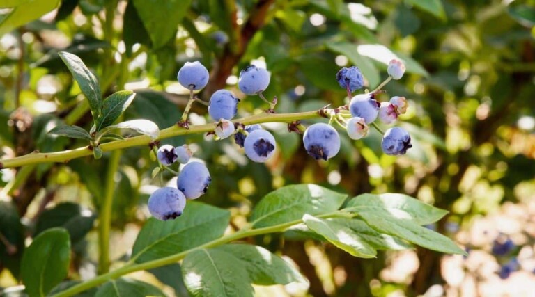 When Are Blueberries in Season? A Guide By Hardiness Zone