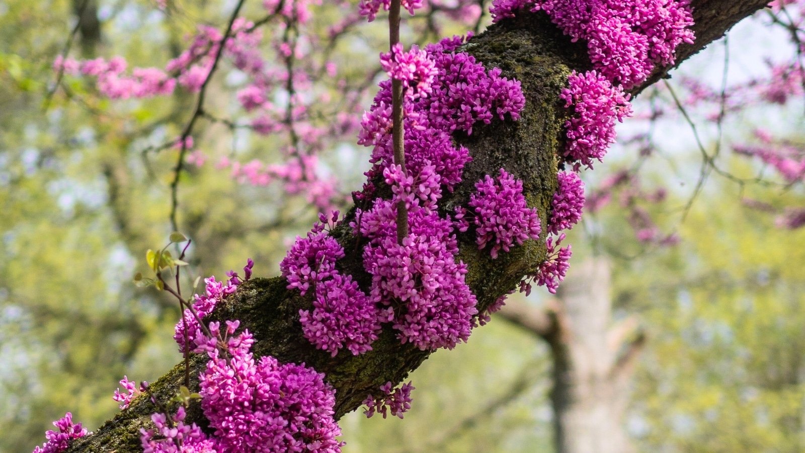 17 Trees You Can Plant Instead of Bradford Pears