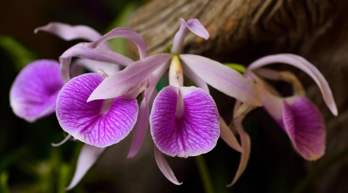 25 Different Orchids That Thrive as Indoor Houseplants