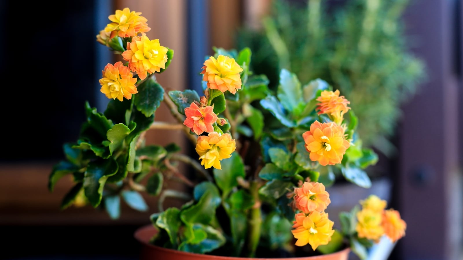 31 Flowering Houseplants For Your Indoor Garden