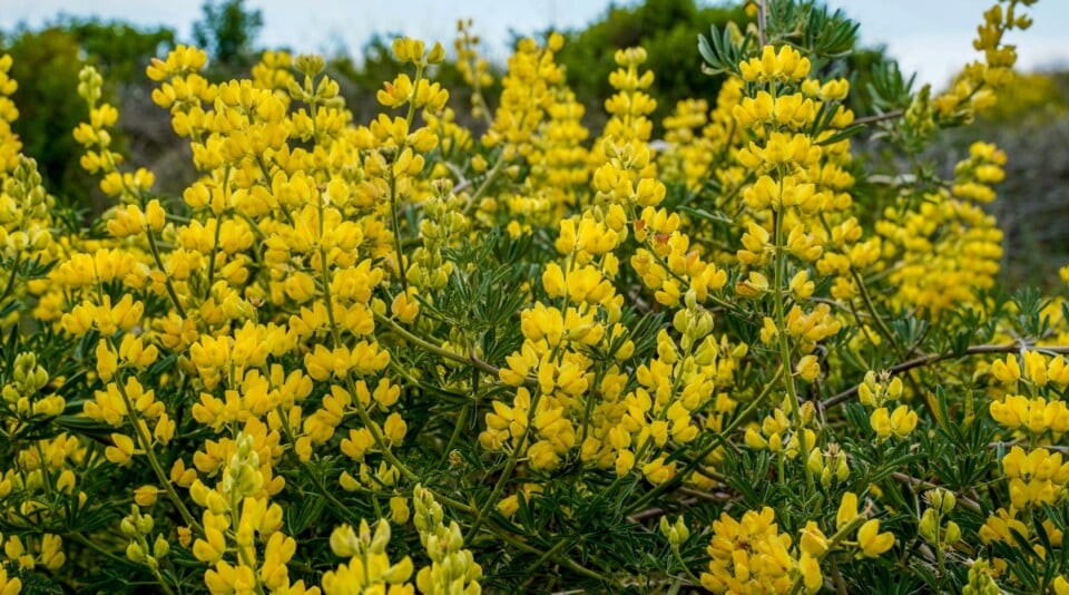 Are Lupines Annual, Biennial, or Perennial Plants?