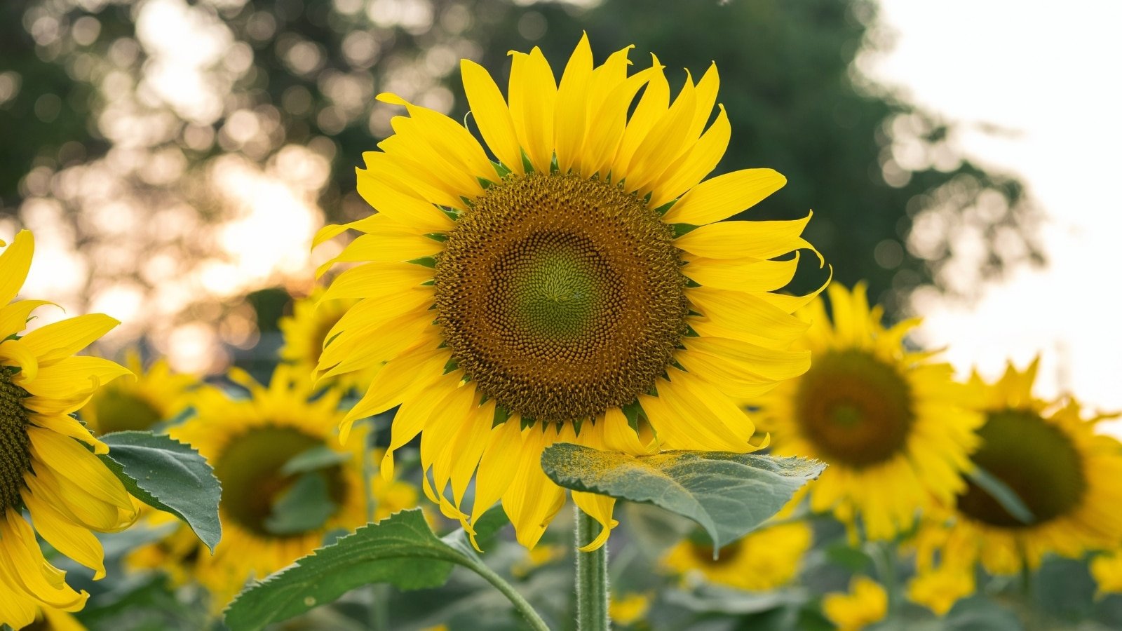 15 Flowers That Are Easy to Grow from Seed