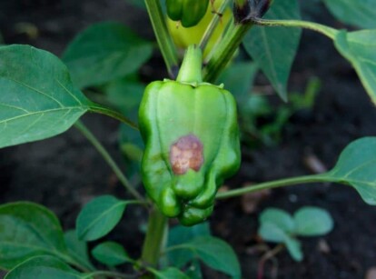 7 Reasons Your Basil Plants May Be Wilting This Season