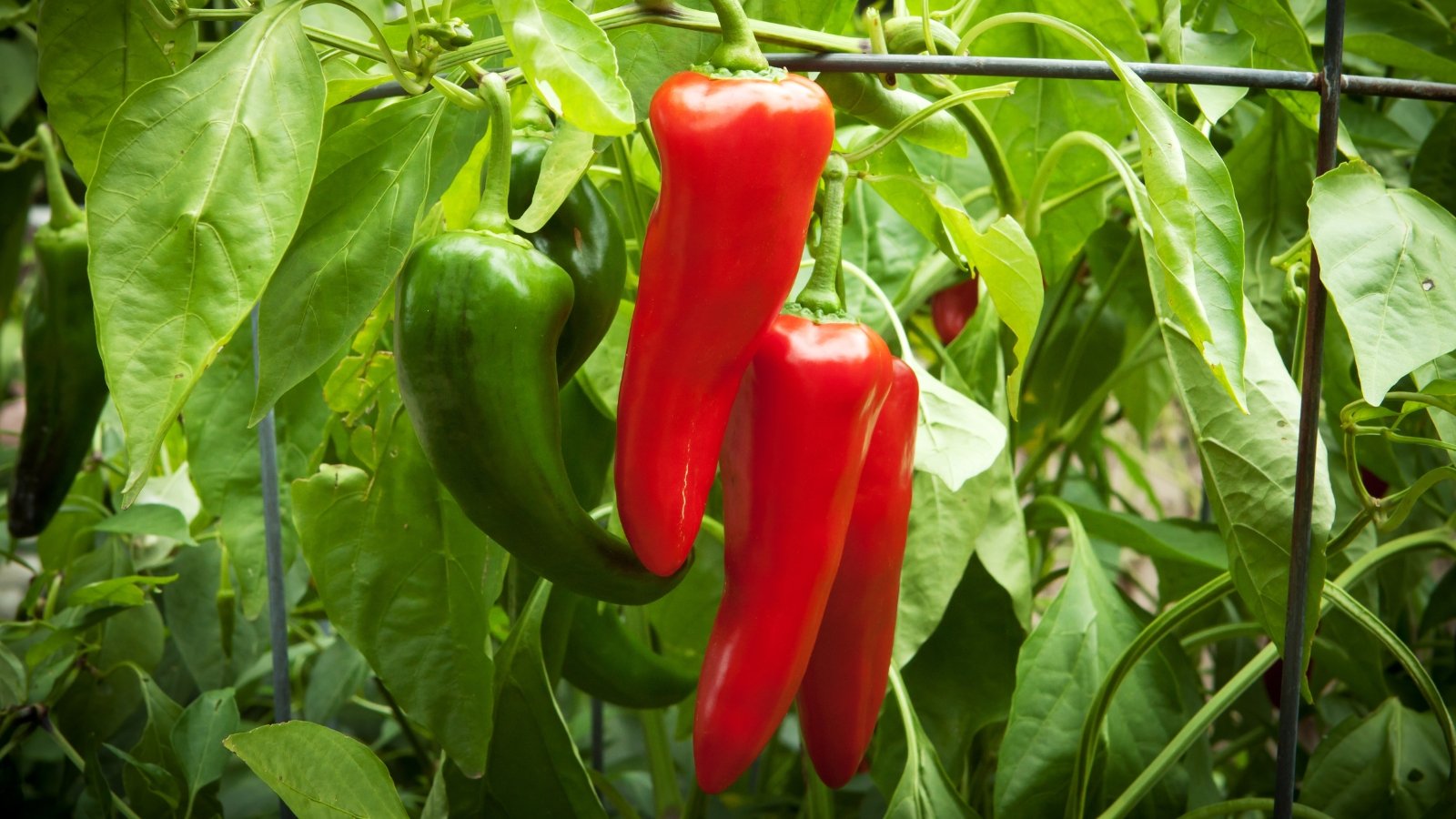 7 Pepper-Growing Secrets For a Huge Harvest