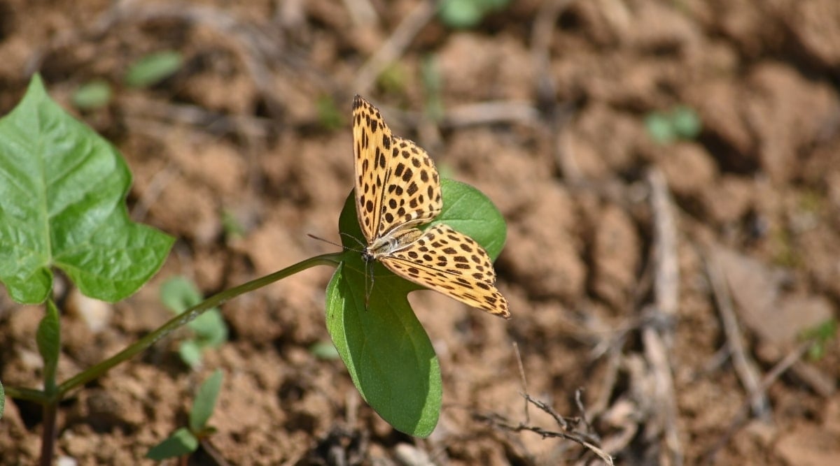 Are Butterflies Good or Bad For Vegetable Gardening?