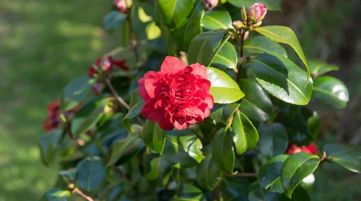 Camellia Varieties: 23 Different Types of Camellia You'll Love
