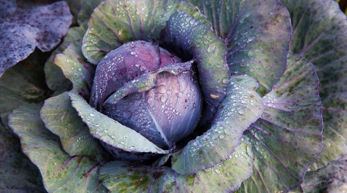 Cabbage Varieties: 21 Different Types of Cabbage Cultivars