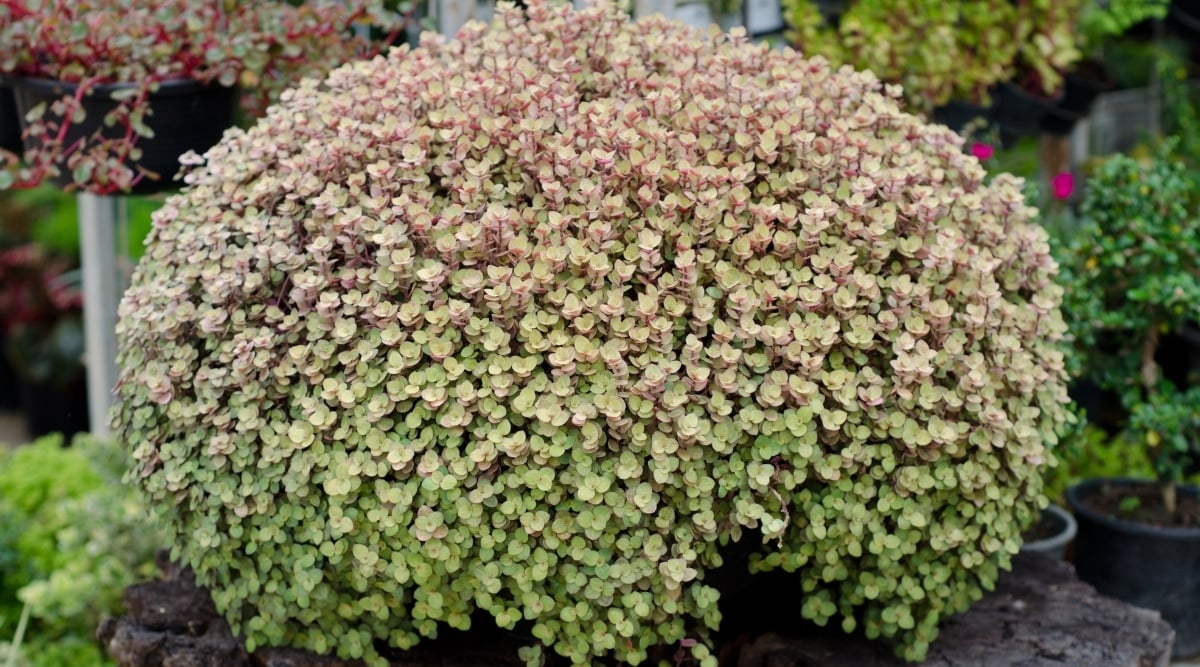 Callisia Repens: How to Plant, Grow and Care For Turtle Vine