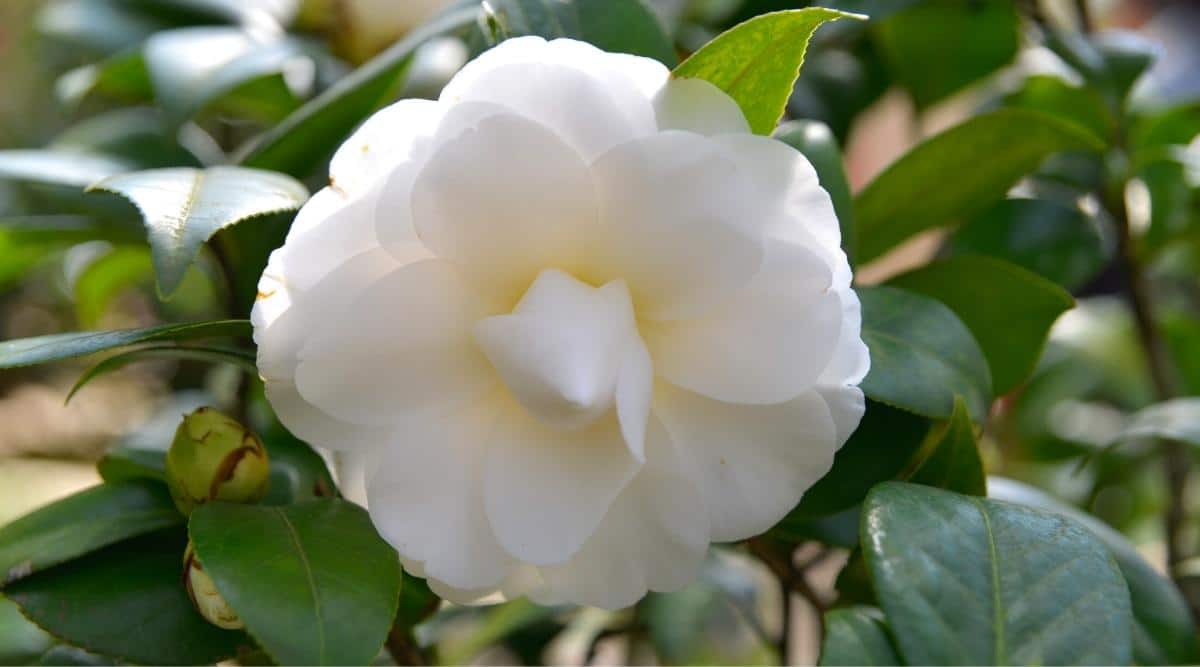 11 Shade Friendly Camellia Varieties For Shady Garden Spaces