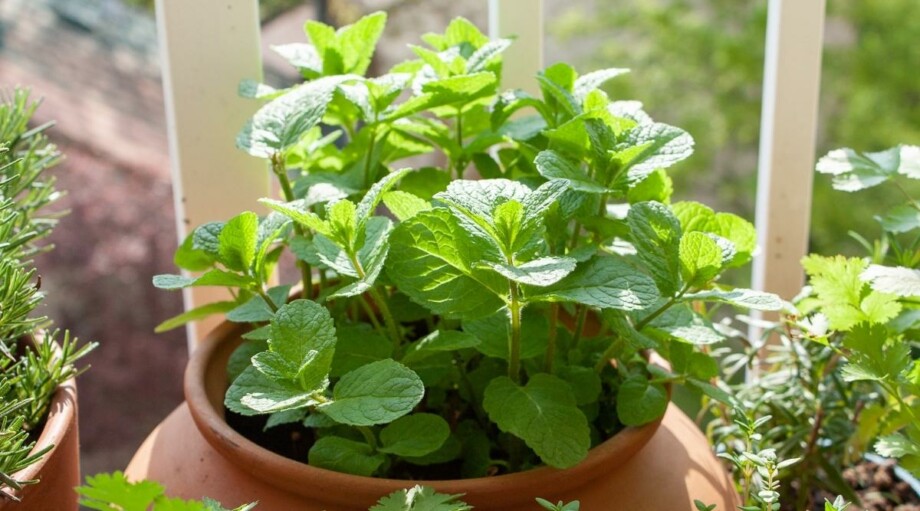 Can Mint Grow in the Shade? How Much Sun Does Mint Need?