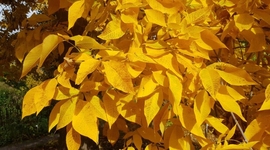 21 Trees With Spectacular Fall Color