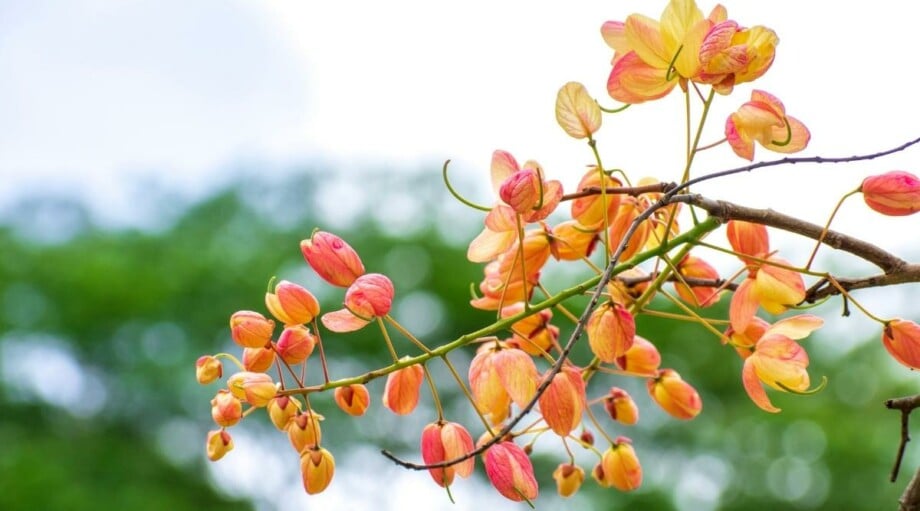 Cassia Tree Varieties: 17 Different Cassia Tree Types
