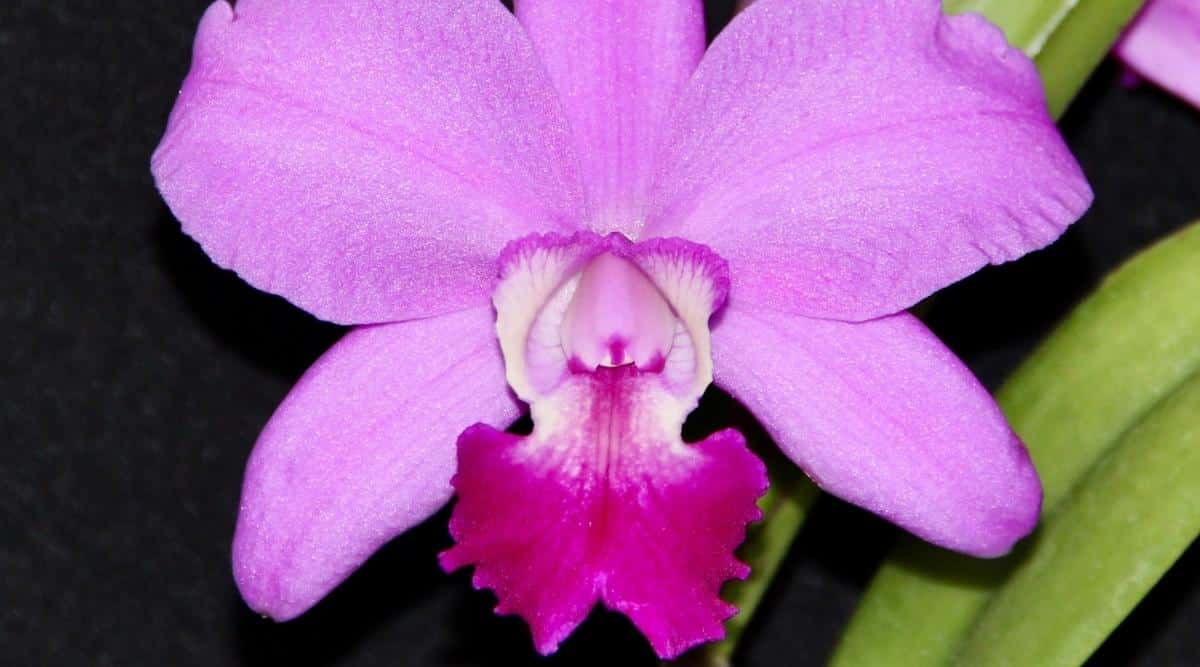 15 Purple Orchid Varieties For Indoor and Outdoor Gardens