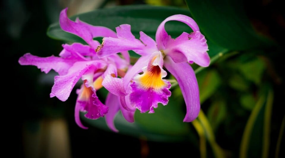 25 Different Orchids That Thrive as Indoor Houseplants