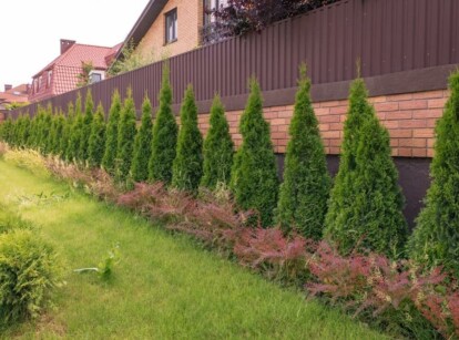 Pinon Tree Tips: Growing Pinyon Pines - Epic Gardening