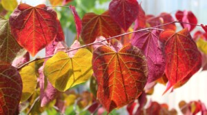 21 Trees With Spectacular Fall Color