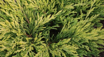 27 Evergreen Shrubs That Look Good Year-Round
