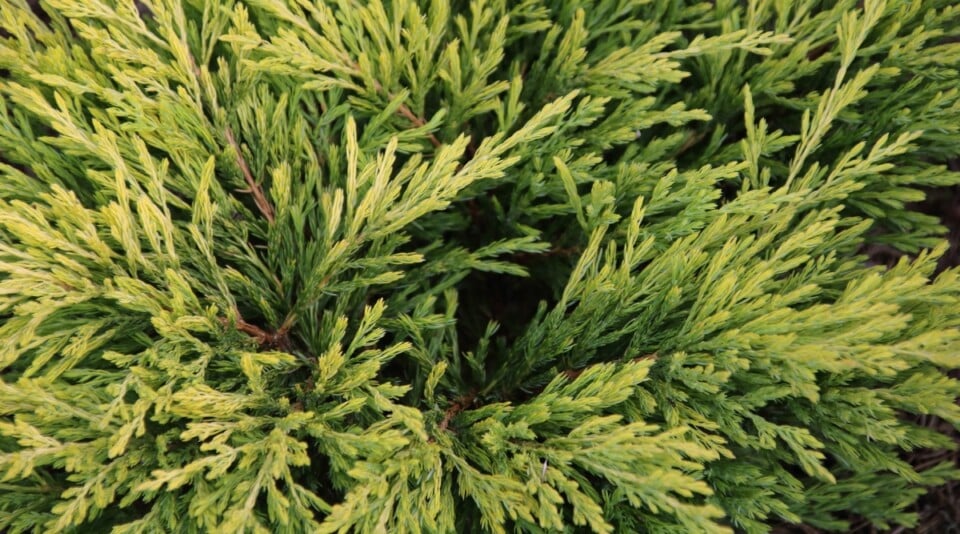 27 Evergreen Shrubs That Look Good Year-Round