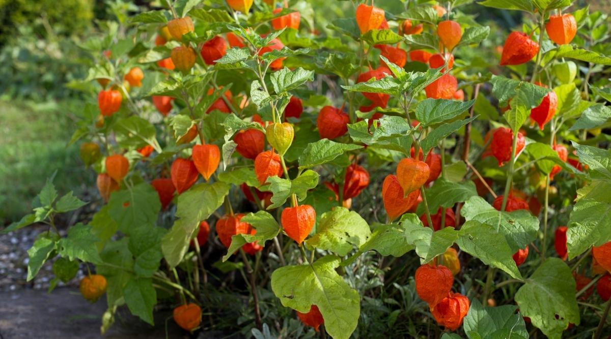 Which Plants Grow Under Cedar Trees? 17 Plants to Try