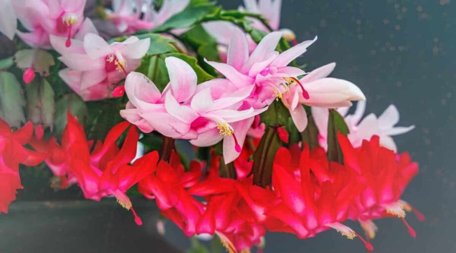 How to Grow and Care For a Christmas Cactus