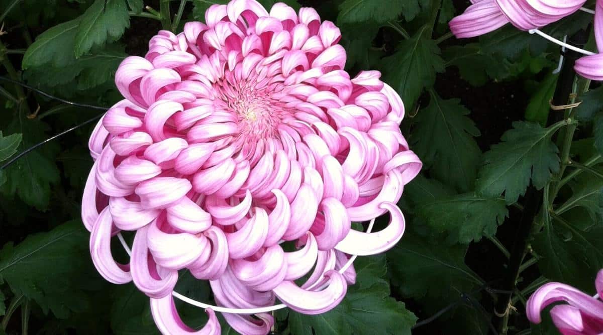 14 Beautiful Types of Chrysanthemum For Fall Gardens