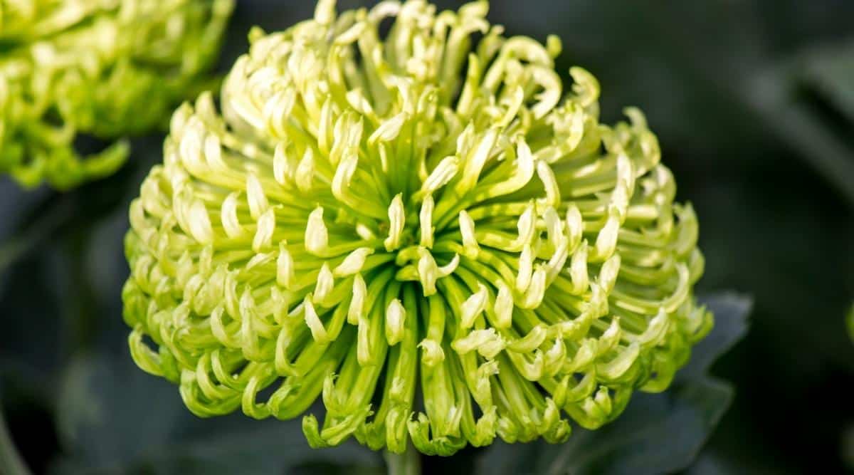 14 Beautiful Types of Chrysanthemum For Fall Gardens