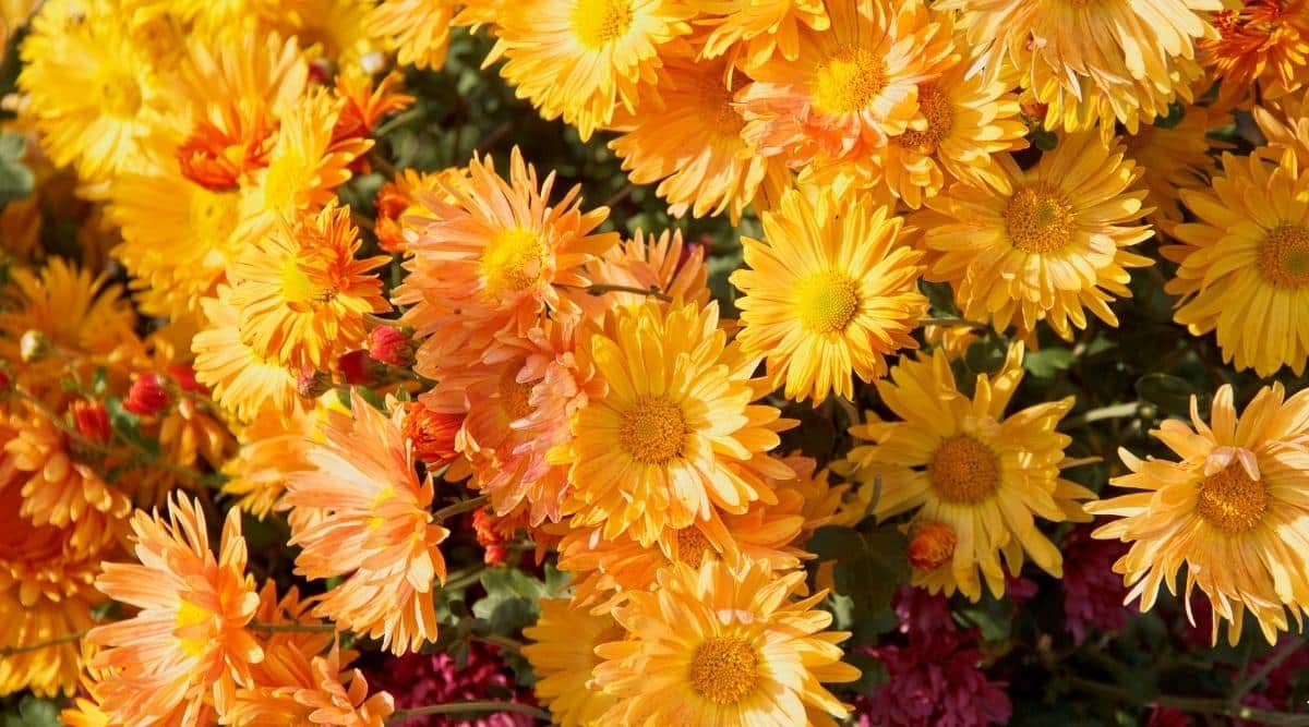 14 Beautiful Types of Chrysanthemum For Fall Gardens