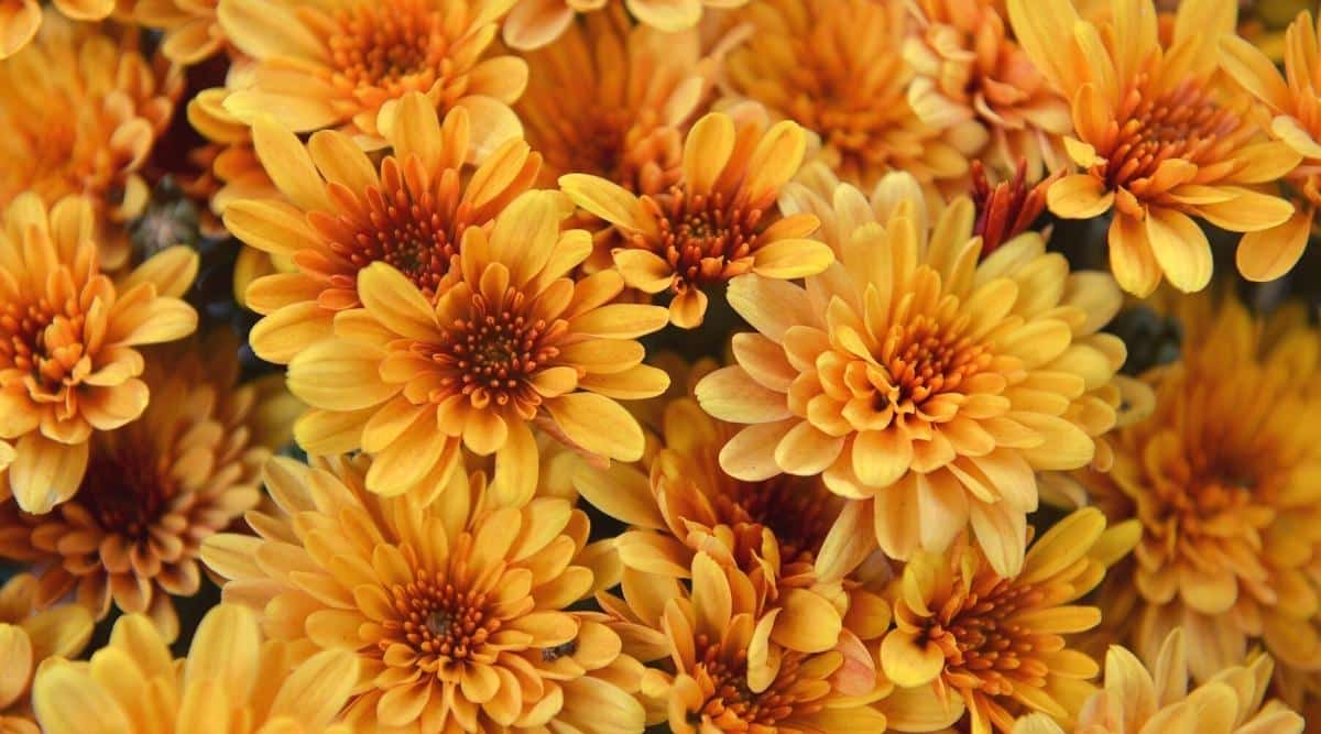 Bronze Chrysanthemum Pom Pom