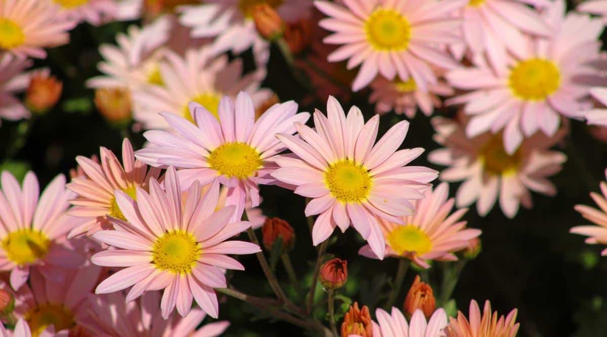 14 Beautiful Types of Chrysanthemum For Fall Gardens
