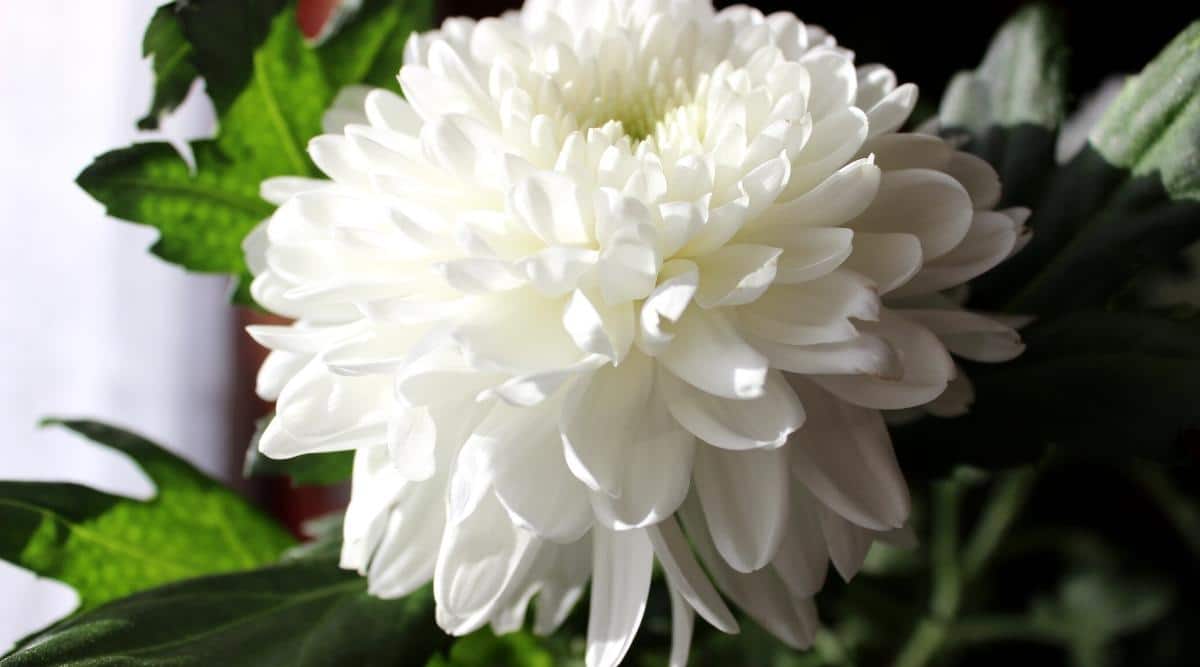 14 Beautiful Types of Chrysanthemum For Fall Gardens