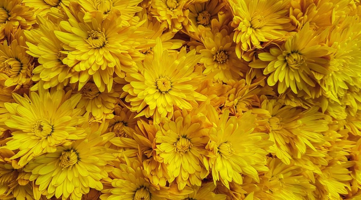 14 Beautiful Types of Chrysanthemum For Fall Gardens