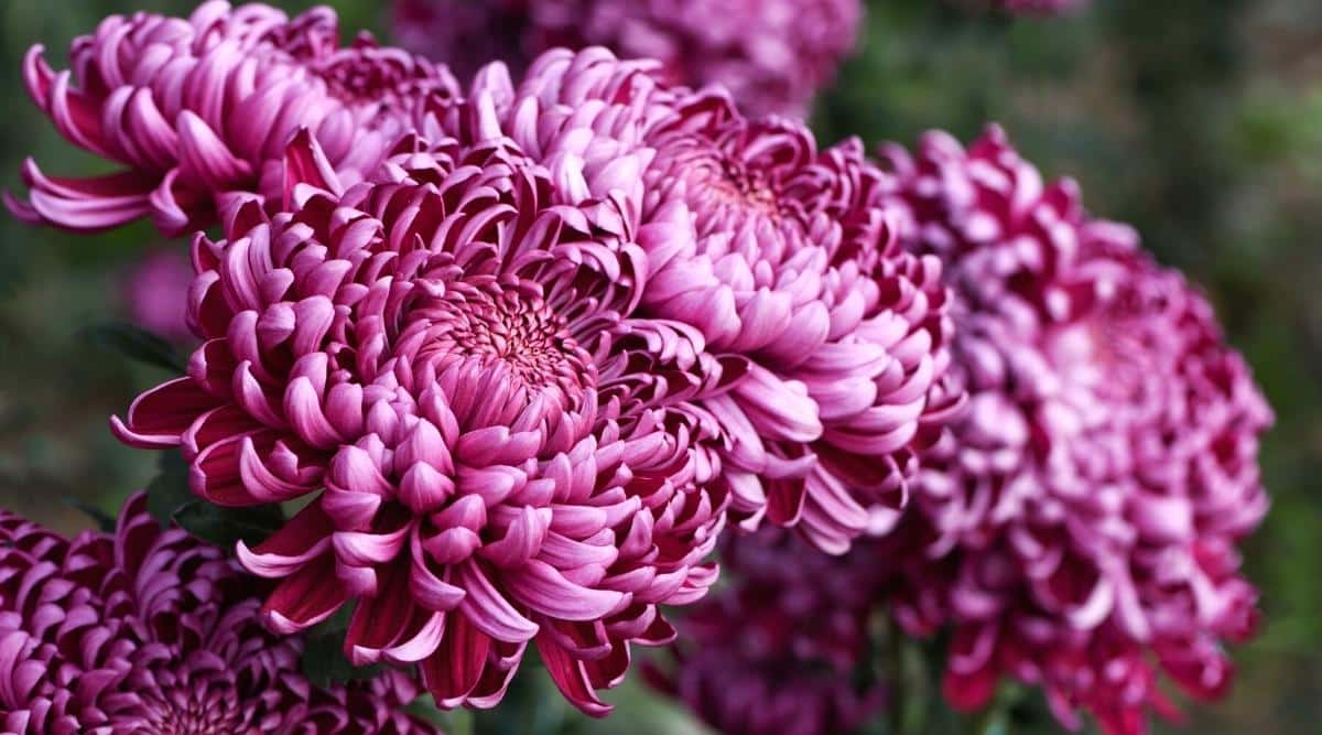14 Beautiful Types of Chrysanthemum For Fall Gardens