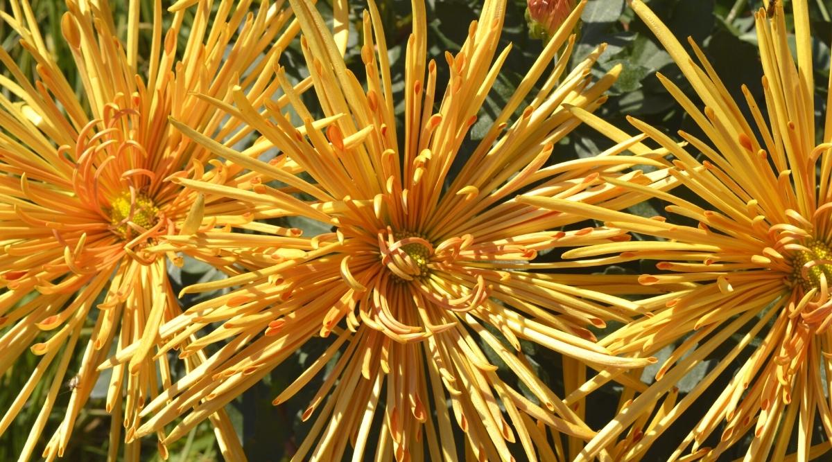 14 Beautiful Types of Chrysanthemum For Fall Gardens