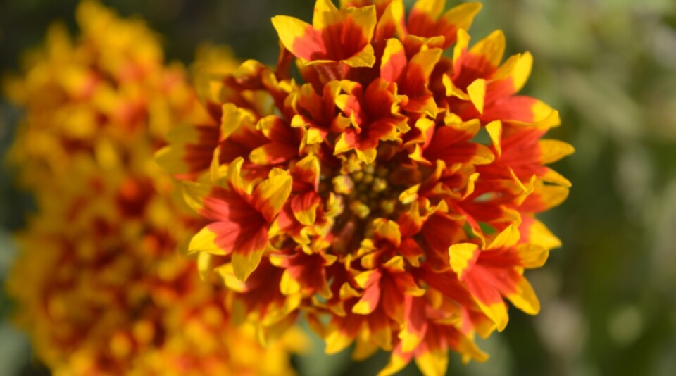 27 Hardy Mum Varieties for Your Fall Garden