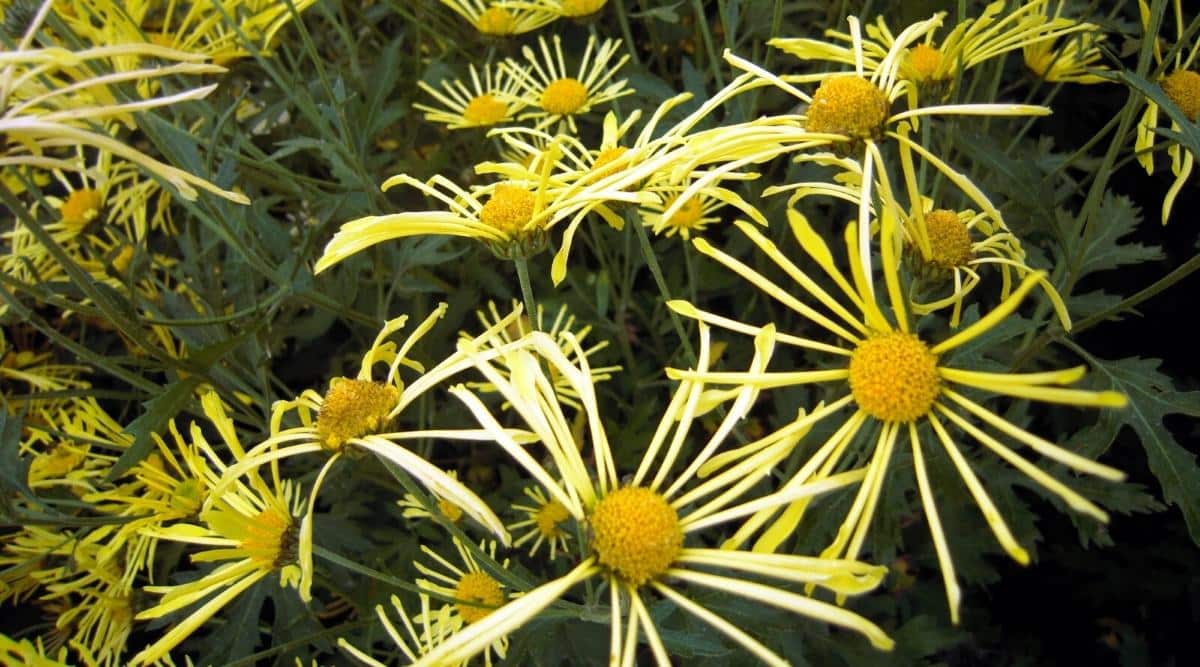 14 Beautiful Types of Chrysanthemum For Fall Gardens