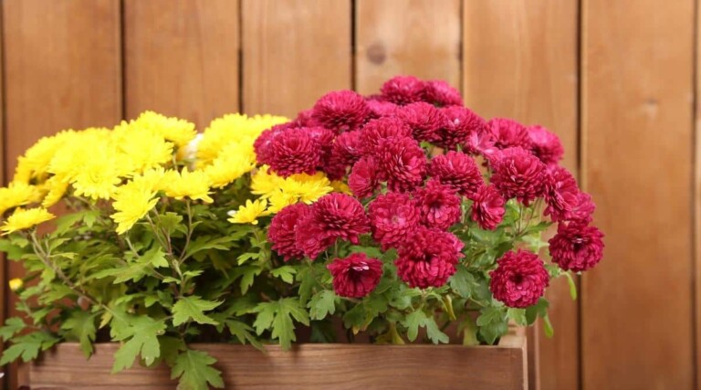 What To Do With Potted Mums After Blooming