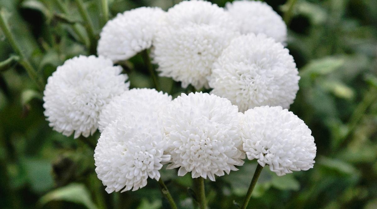 14 Beautiful Types of Chrysanthemum For Fall Gardens