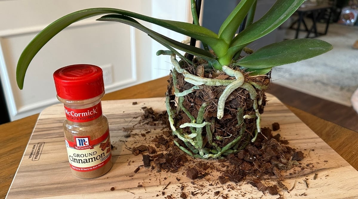 Should You Use Cinnamon to Treat Root Rot in Orchids?
