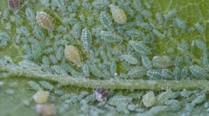 How to Identify and Manage Aphids