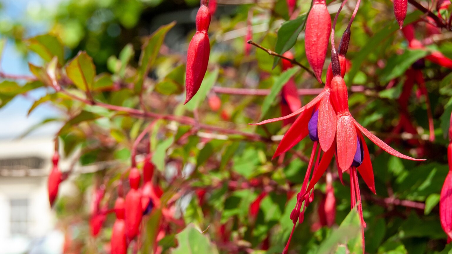 How to Care for Fuchsias in Pots and Containers: 5 Growing Tips