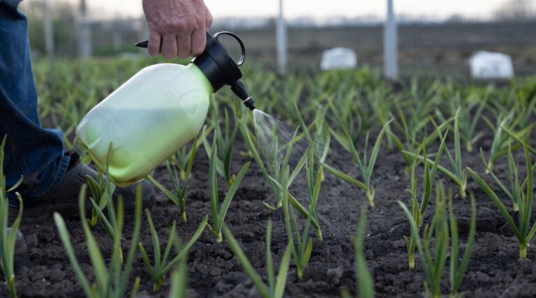 15 Garlic-Growing Mistakes to Avoid This Year