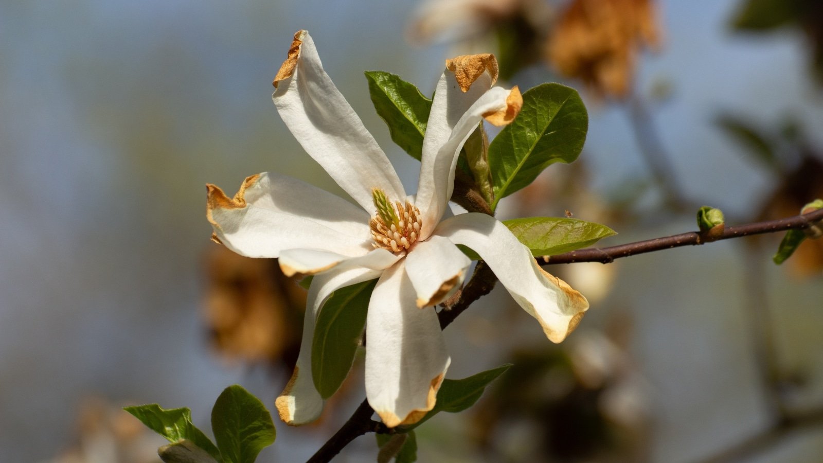 11 Common Problems With Magnolia Trees