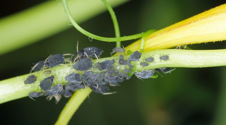 11 Types of Aphids Found in the Garden
