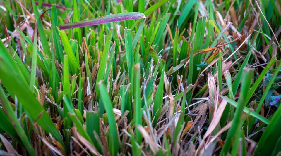 The 13 Best Grass Types for Your Lawn