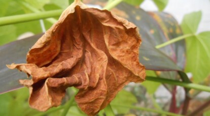 How to Tell If You're Underwatering Your Plants