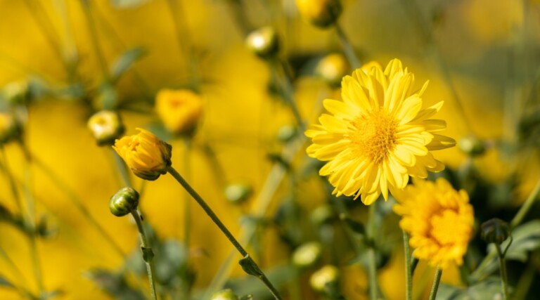 27 Hardy Mum Varieties for Your Fall Garden